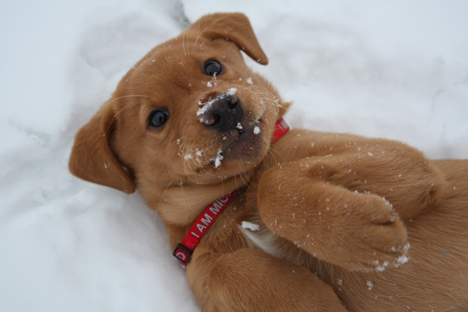 15 Puppies Seeing Snow For The First Time Will Warm Your Cold Winter ...