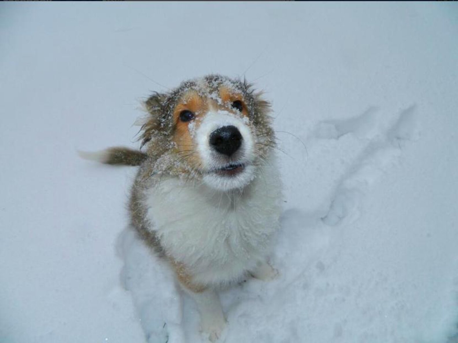 15 Puppies Seeing Snow For The First Time Will Warm Your Cold Winter ...