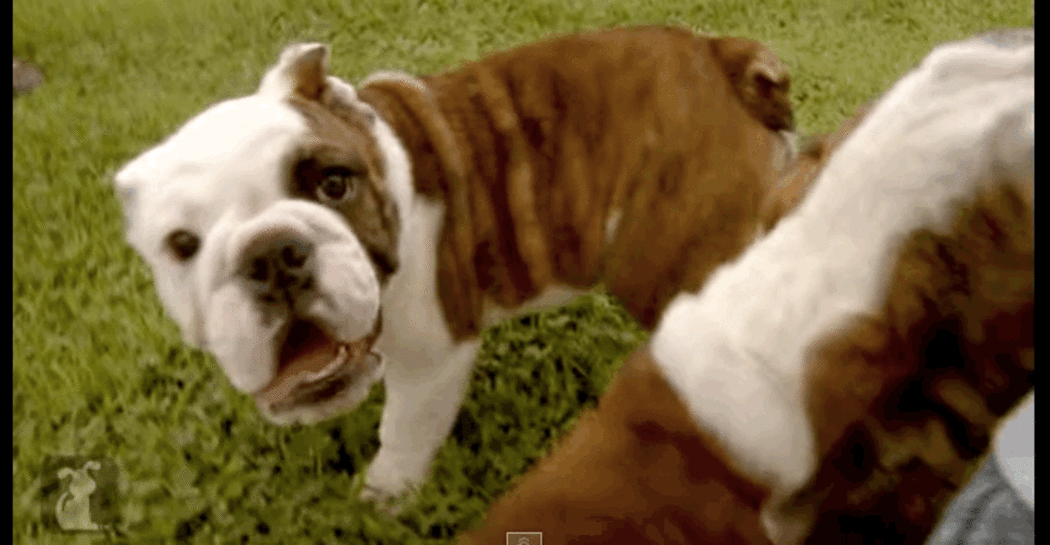 Romping Bulldog Puppies Effortlessly Take Down Wily Stuffed Animals ...