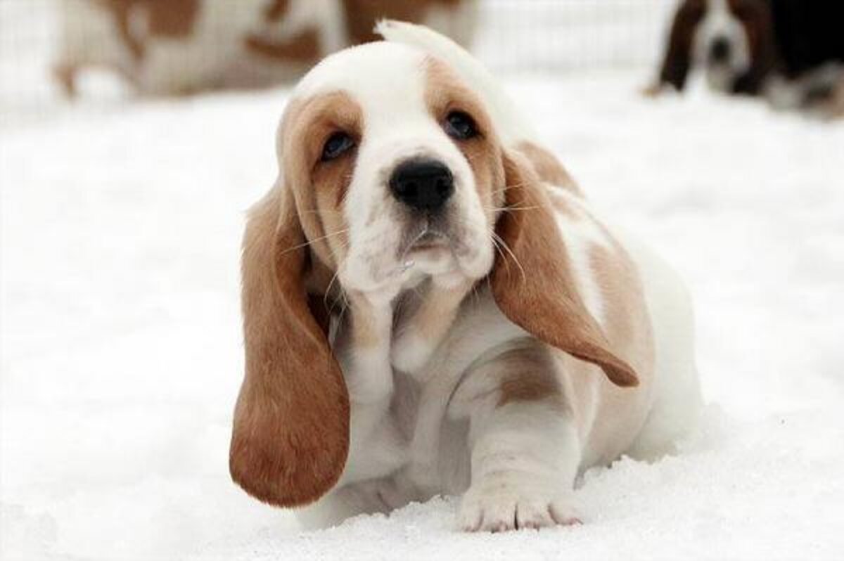 15 Puppies Seeing Snow For The First Time Will Warm Your Cold Winter ...