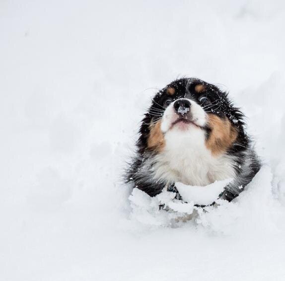 15 Puppies Seeing Snow For The First Time Will Warm Your Cold Winter ...