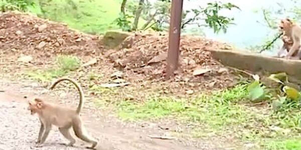 Monkeys Shocked And Overjoyed When Their Kidnapped Friend Returns - The ...