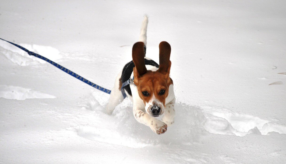 15 Puppies Seeing Snow For The First Time Will Warm Your Cold Winter ...