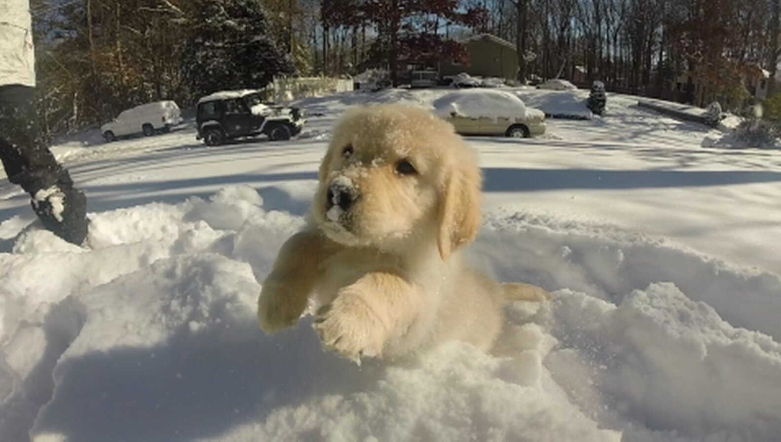 15 Puppies Seeing Snow For The First Time Will Warm Your Cold Winter ...