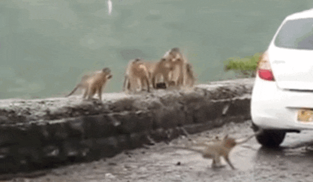 Monkeys Shocked And Overjoyed When Their Kidnapped Friend Returns - The ...