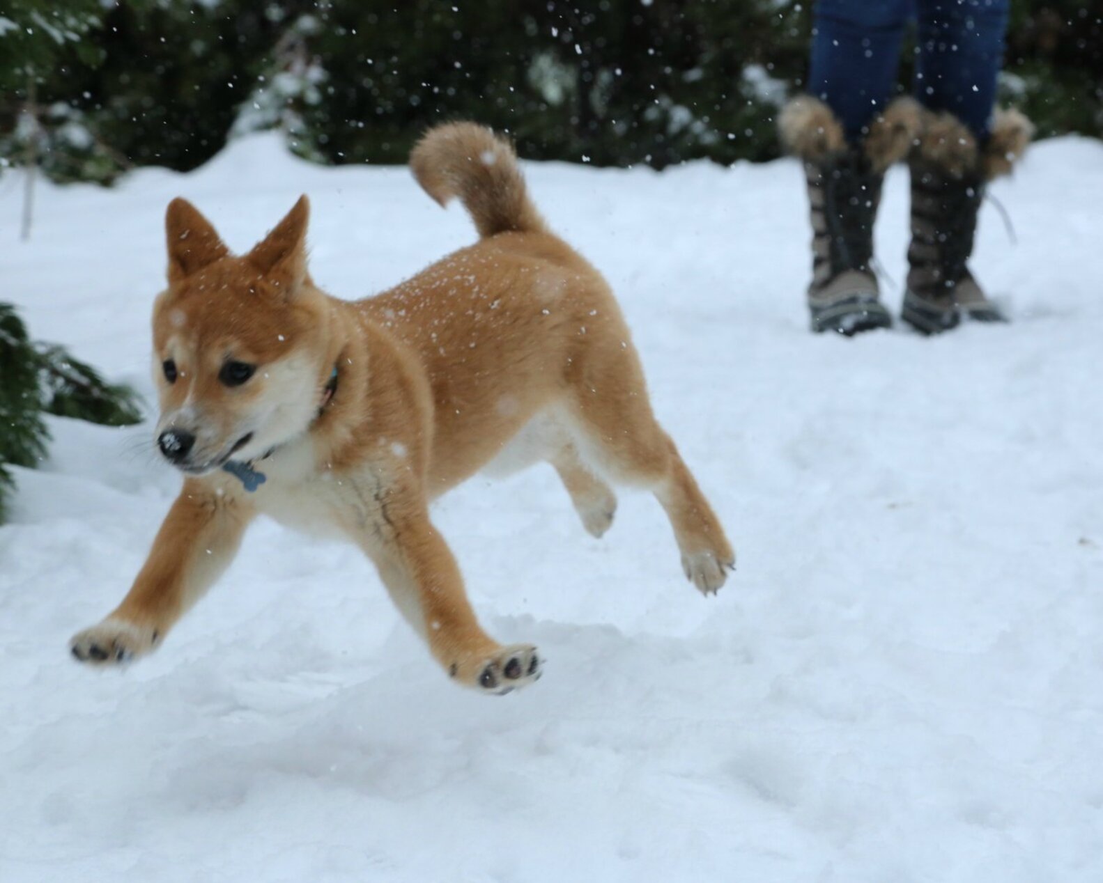 15 Puppies Seeing Snow For The First Time Will Warm Your Cold Winter ...