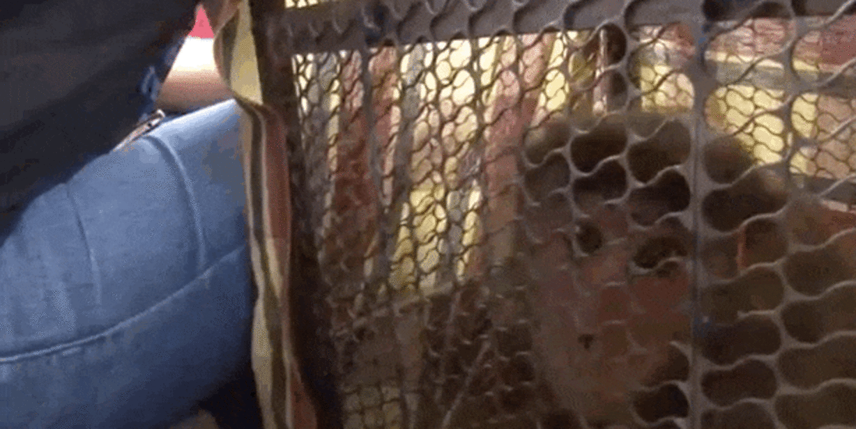 Monkeys Shocked And Overjoyed When Their Kidnapped Friend Returns - The ...