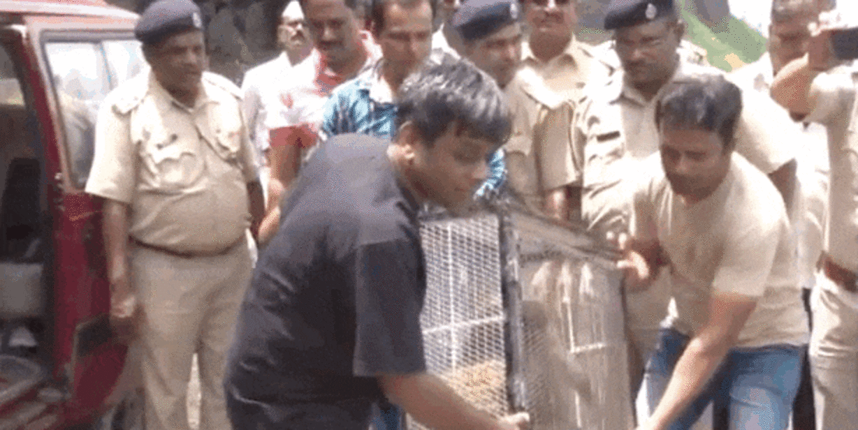 Monkeys Shocked And Overjoyed When Their Kidnapped Friend Returns - The ...