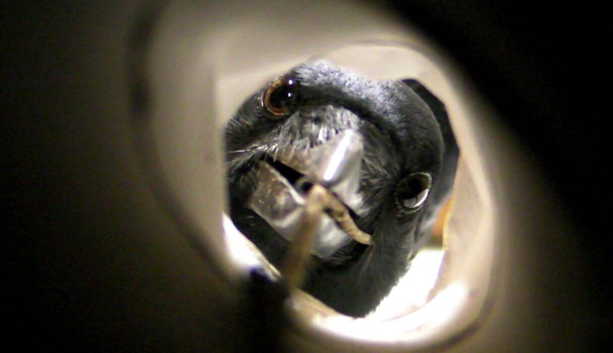 The 9 Most Unexpected Things Going On Inside Animal Minds - The Dodo
