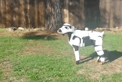 Woman Spent 'Hundreds Of Hours' To Build The Perfect Dog Costume - The Dodo