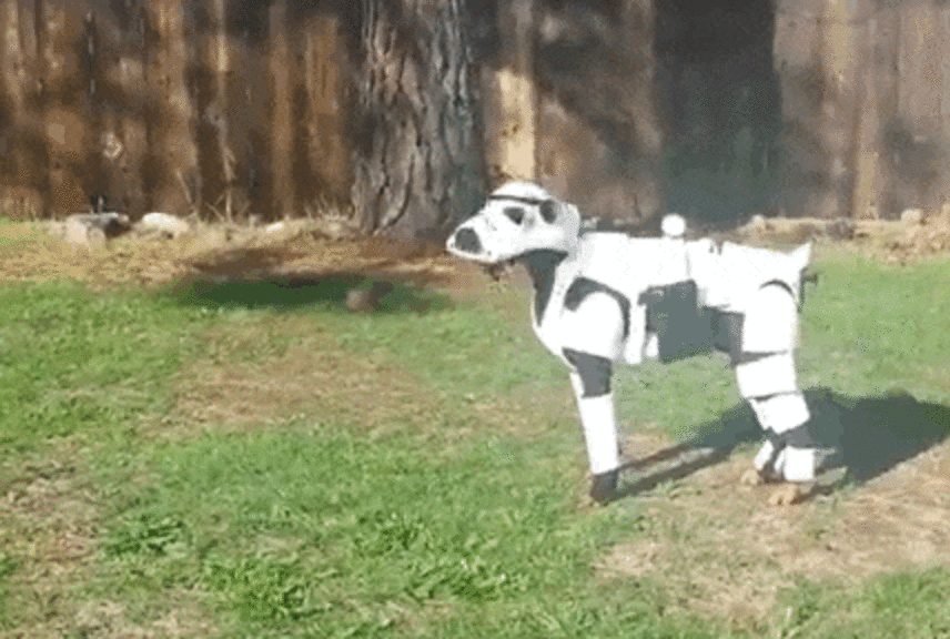 Woman Spent 'Hundreds Of Hours' To Build The Perfect Dog Costume - The Dodo