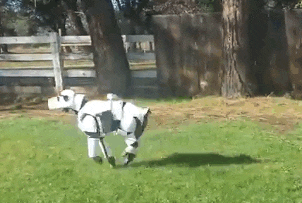 Woman Spent 'Hundreds Of Hours' To Build The Perfect Dog Costume - The Dodo