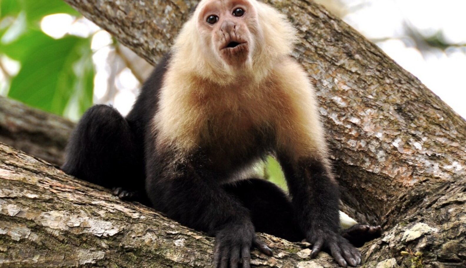 The 9 Most Unexpected Things Going On Inside Animal Minds - The Dodo