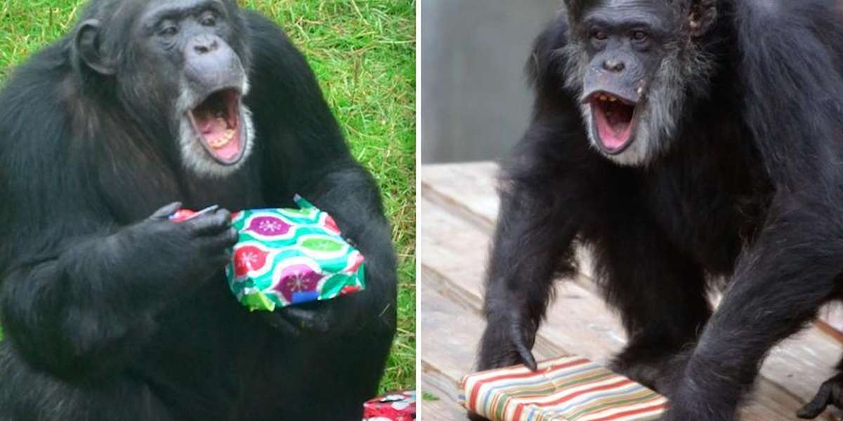 These Rescued Chimps Go Crazy For Gifts Every Year - The Dodo