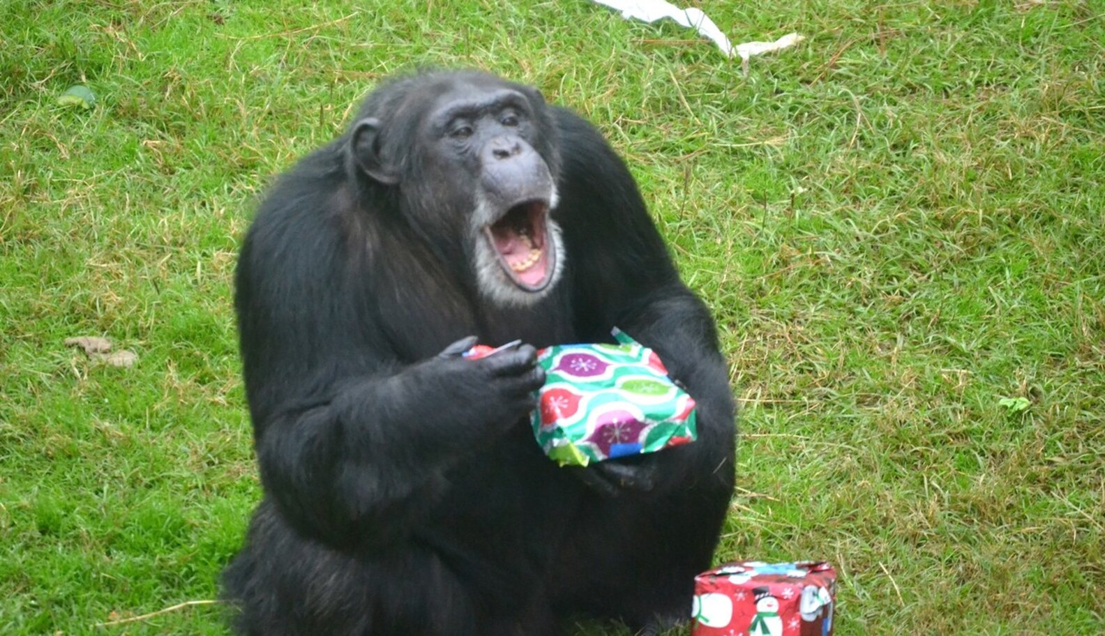 These Rescued Chimps Go Crazy For Gifts Every Year - The Dodo