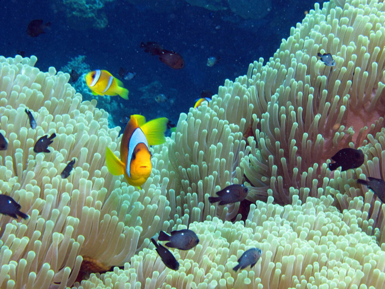 What Coral Reefs Mean To The Future Of The Ocean - The Dodo