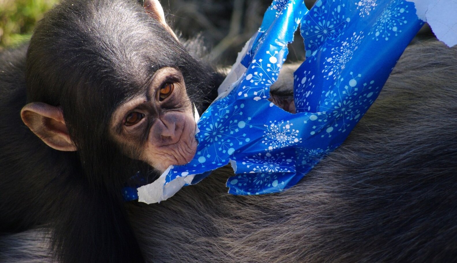 These Rescued Chimps Go Crazy For Gifts Every Year - The Dodo