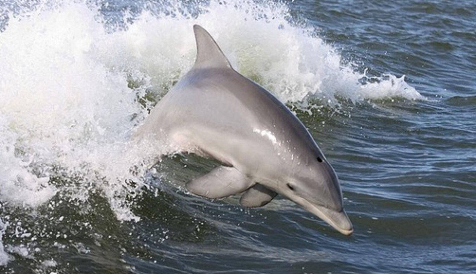 Here's How To End Taiji’s Brutal Hunt For Good - The Dodo