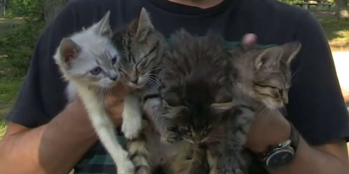 Hikers Rescue Four Tiny Kittens - The Dodo