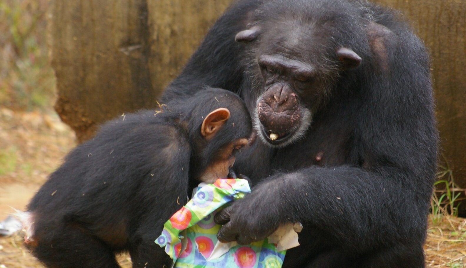 These Rescued Chimps Go Crazy For Gifts Every Year - The Dodo