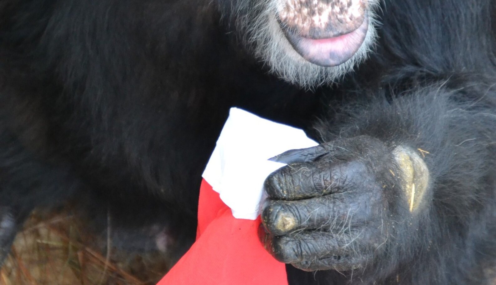 These Rescued Chimps Go Crazy For Gifts Every Year - The Dodo