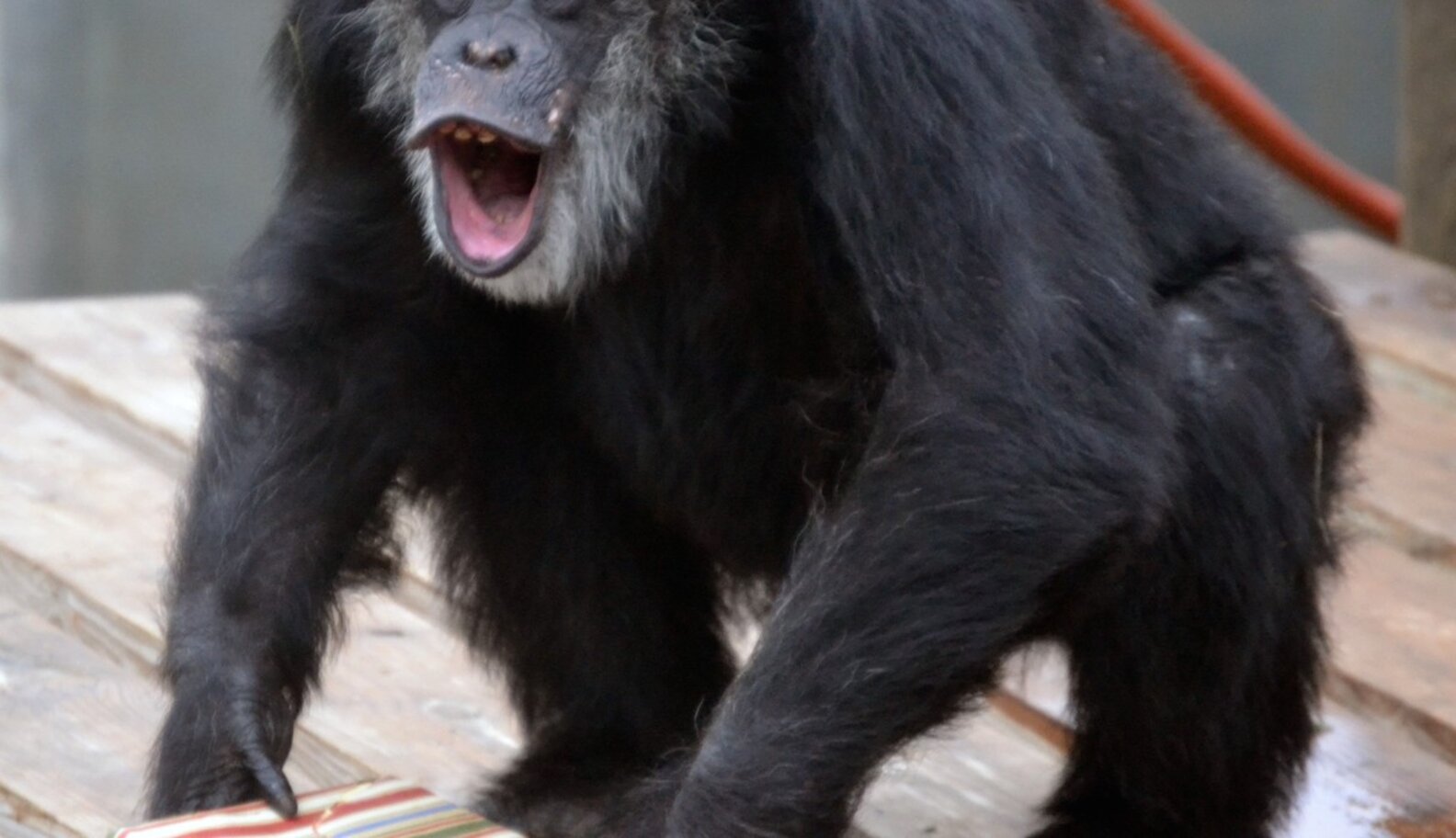 These Rescued Chimps Go Crazy For Gifts Every Year - The Dodo