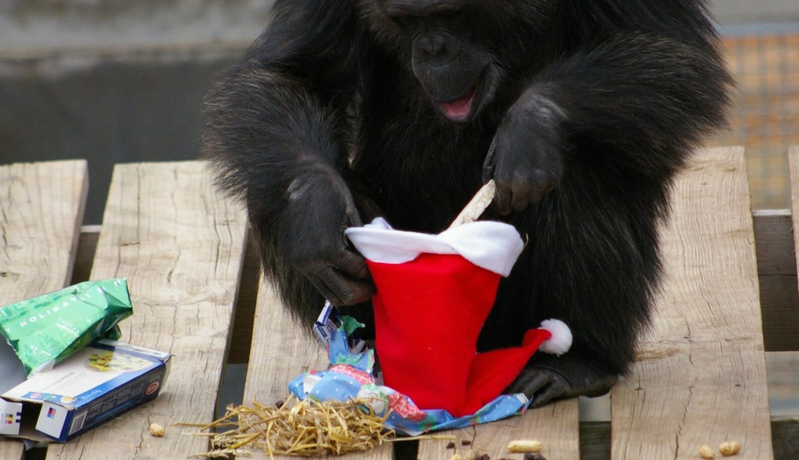 These Rescued Chimps Go Crazy For Gifts Every Year - The Dodo