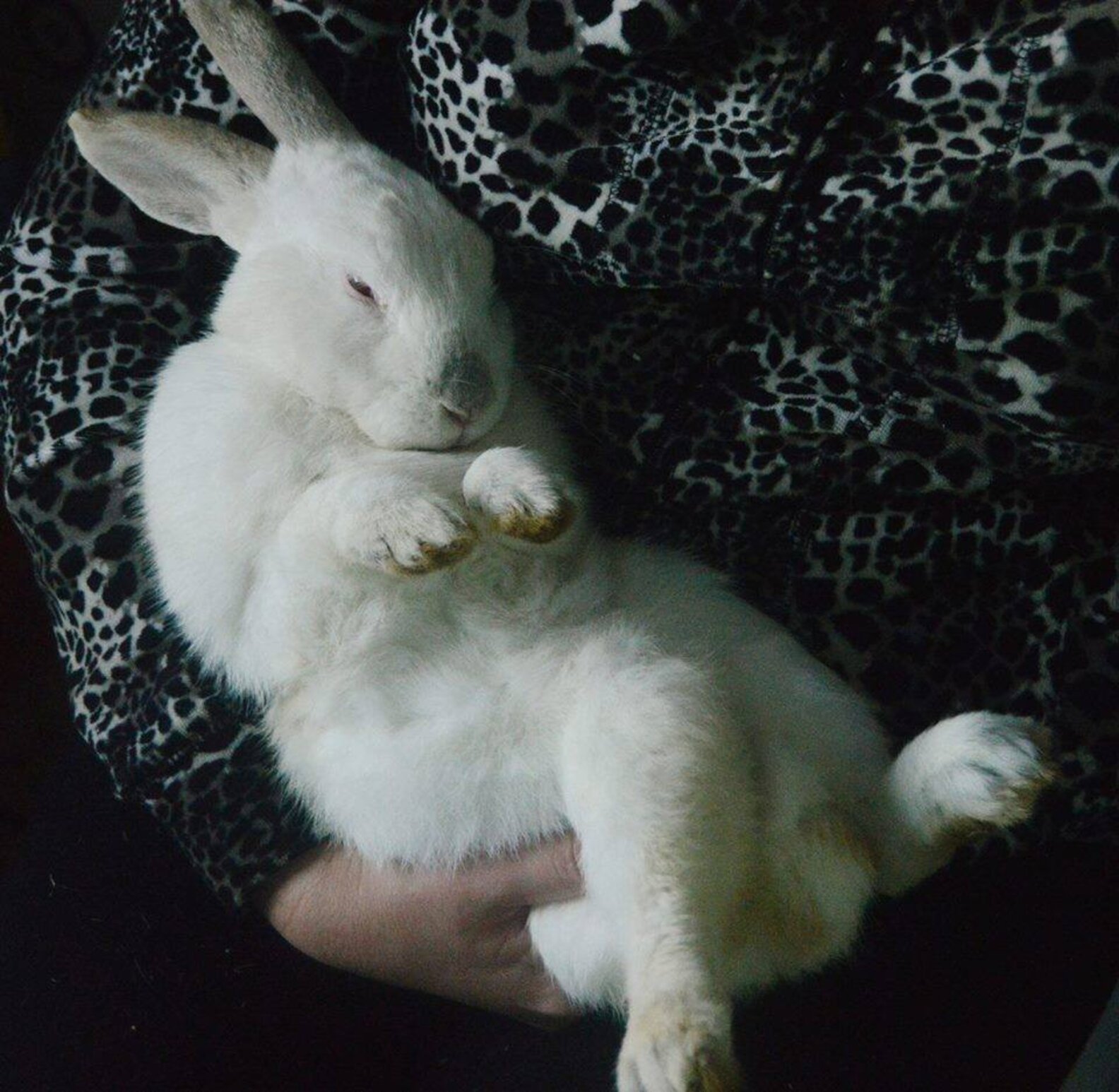 Rabbit Found Screaming After Escape From Meat Farm Gets Loving New Home ...