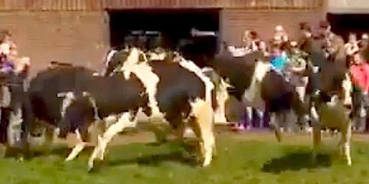 Cows Flip Out Like Puppies When They're Let Outside - The Dodo