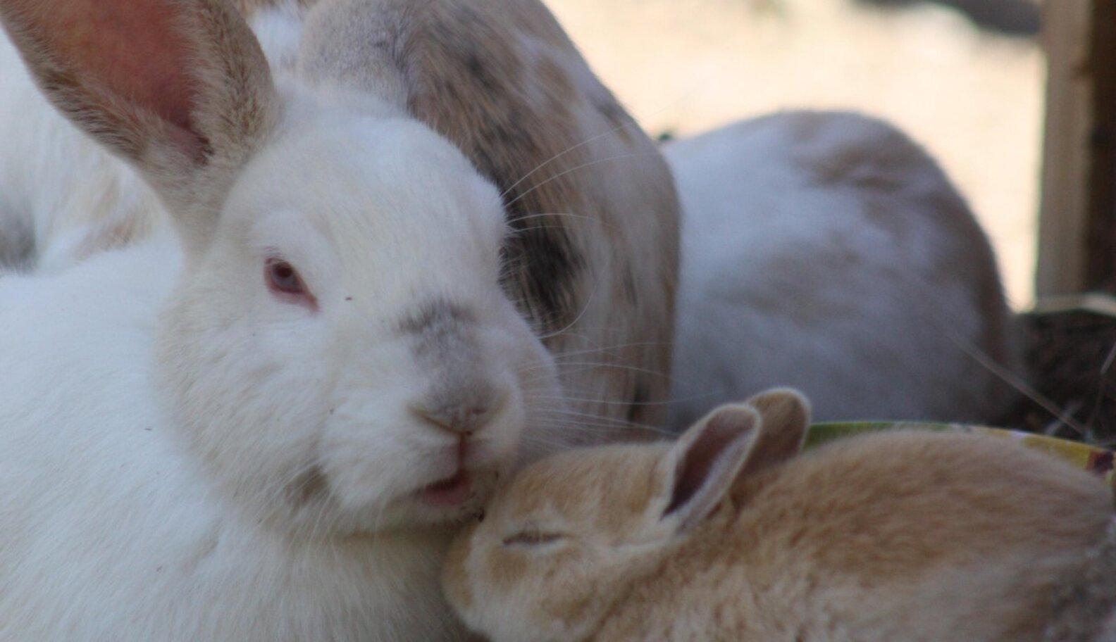 Rabbit Found Screaming After Escape From Meat Farm Gets Loving New Home ...