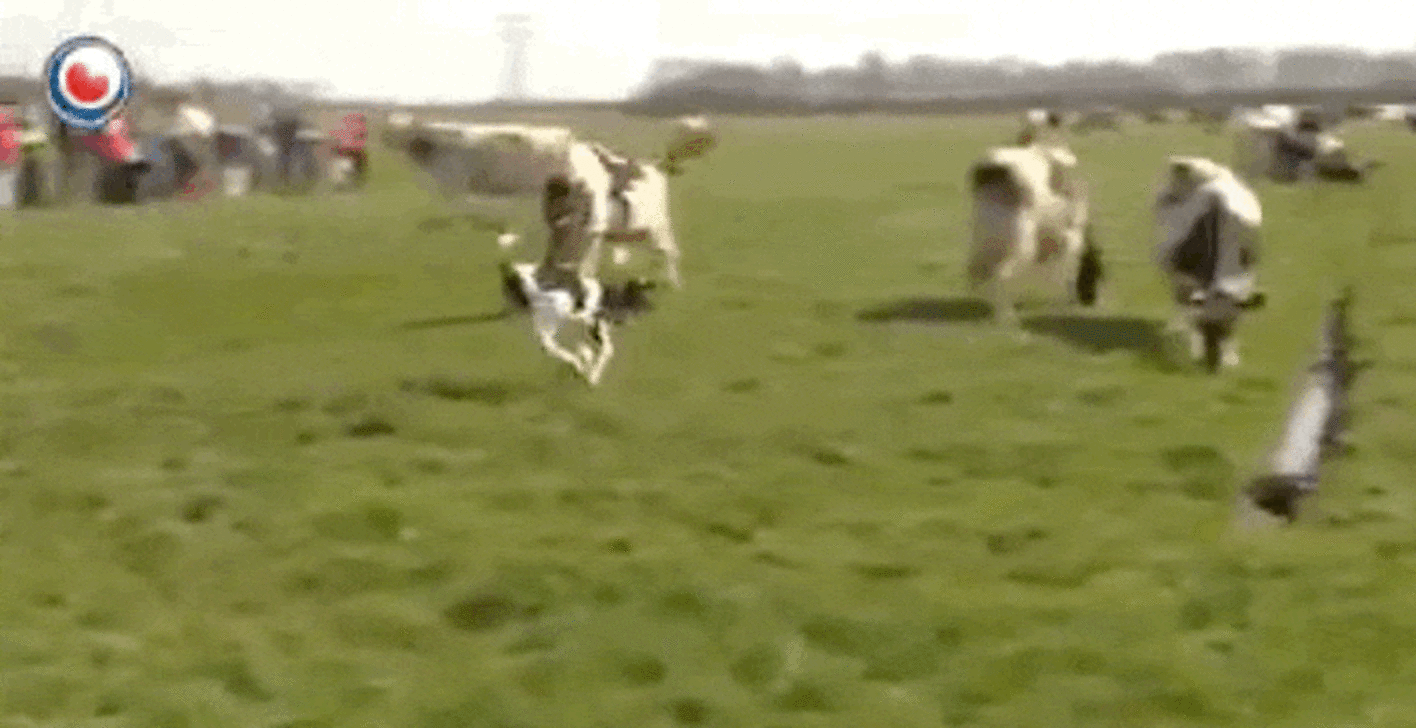 Cows Flip Out Like Puppies When They're Let Outside - The Dodo