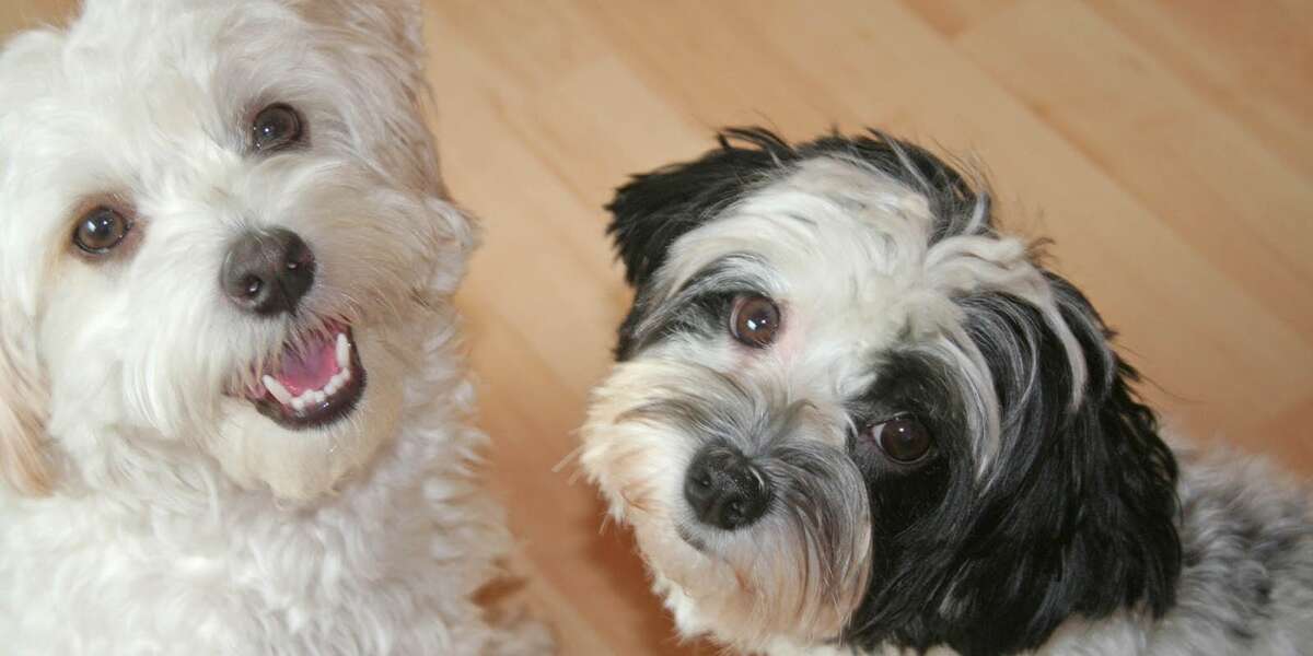 BuffyBuffers 4 Animals :-) - The Dodo