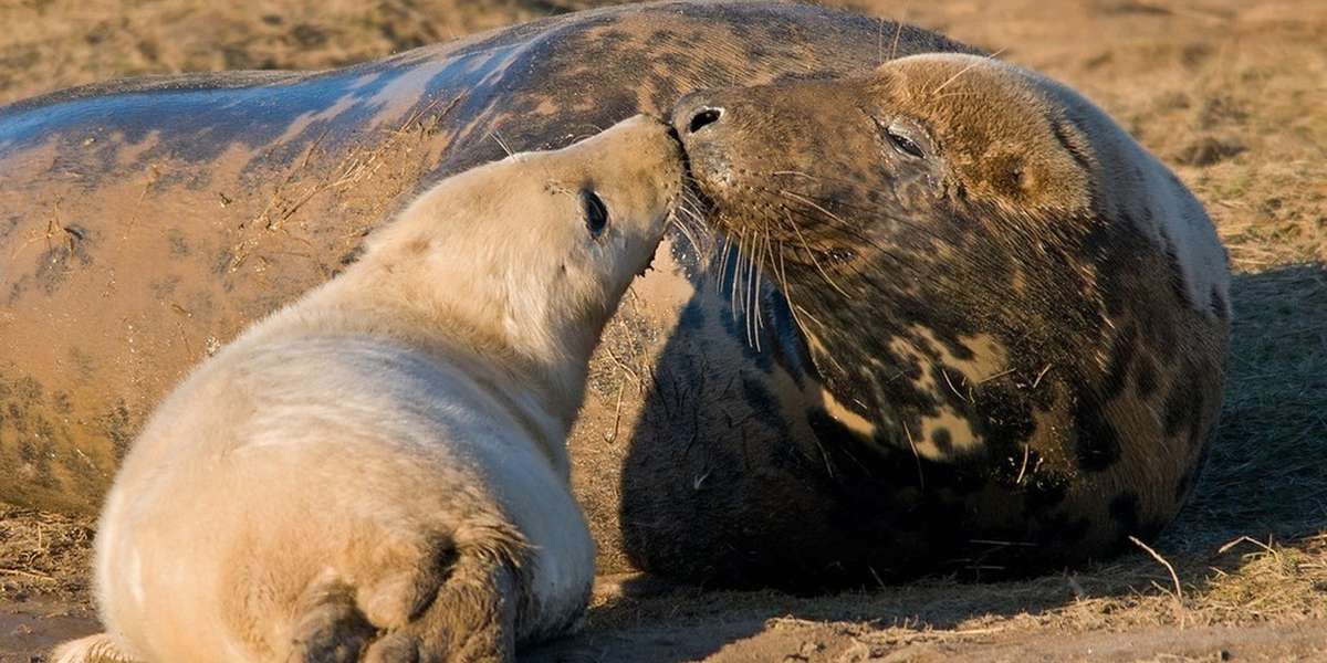 The Most Devoted Animal Parents Will Give You All The Feels - The Dodo