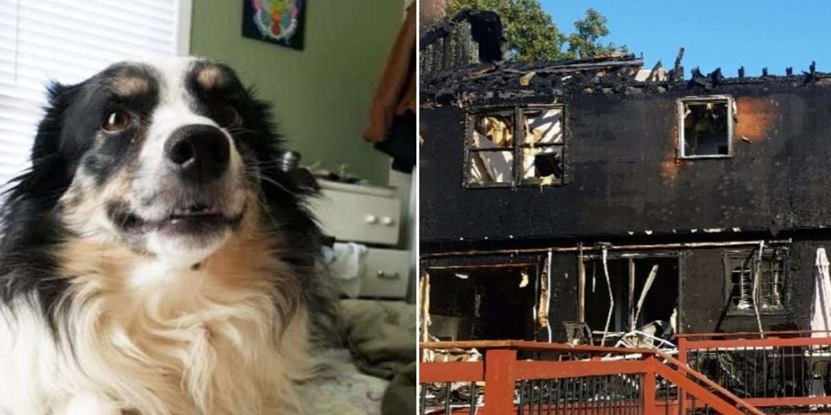 Dog Runs Upstairs To Save His Owner As House Is Burning Down - The Dodo