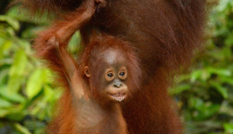 The Most Devoted Animal Parents Will Give You All The Feels - The Dodo