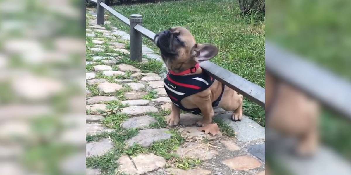 Determined Dog Gets What She Wants - The Dodo