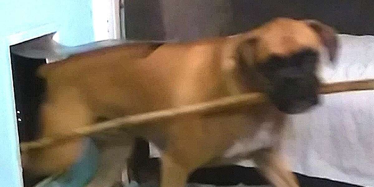 This Dog Is SO Proud Of His Stick - Videos - The Dodo