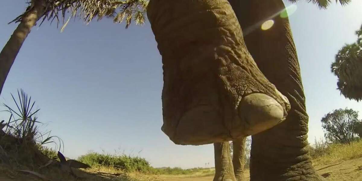 GoPro vs. Elephant Showdown Produces Dramatic Footage - The Dodo