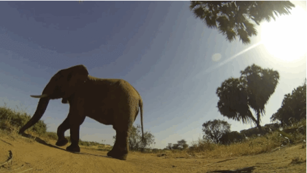 GoPro vs. Elephant Showdown Produces Dramatic Footage - The Dodo