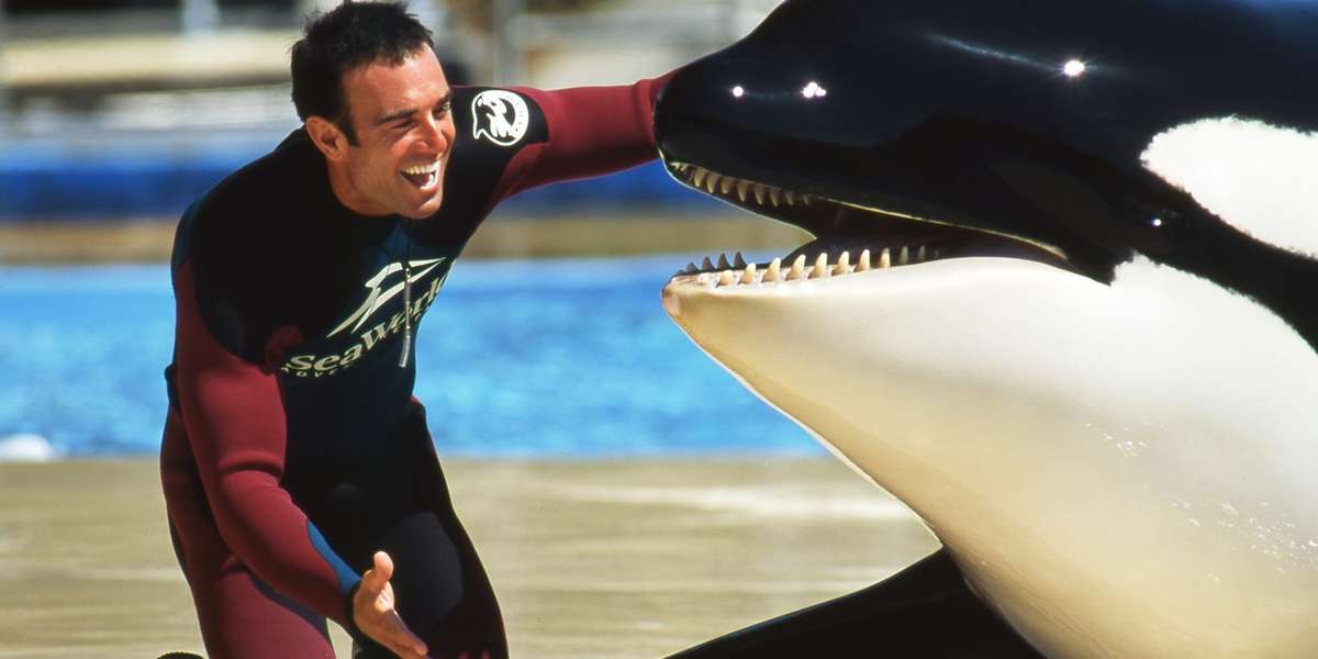'I Was Disgusted': How One Trainer Left The SeaWorld Horror Show - The Dodo