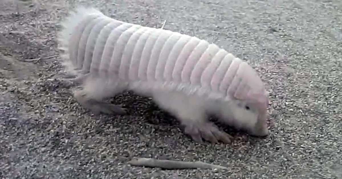 Tiny Armadillo Will Dig Wherever He Damn Well Pleases - The Dodo