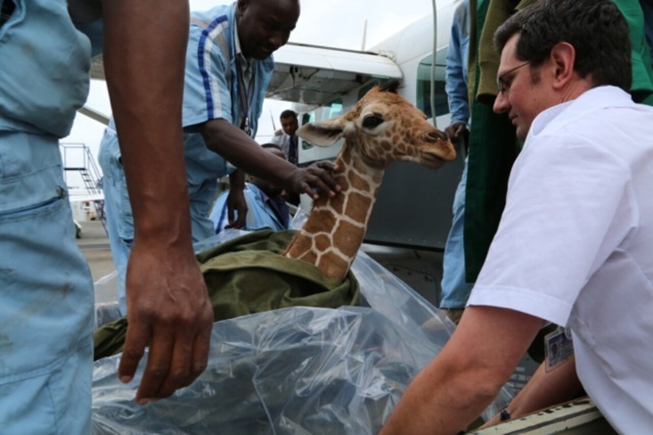 Baby Giraffe Who Lost His Family Snuggles Up To His Rescuers - The Dodo