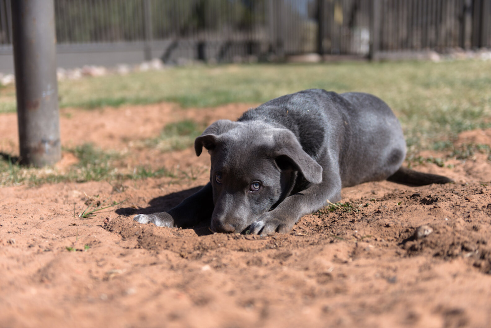 Puppy With No Back Feet Gets Red Boots Instead - The Dodo