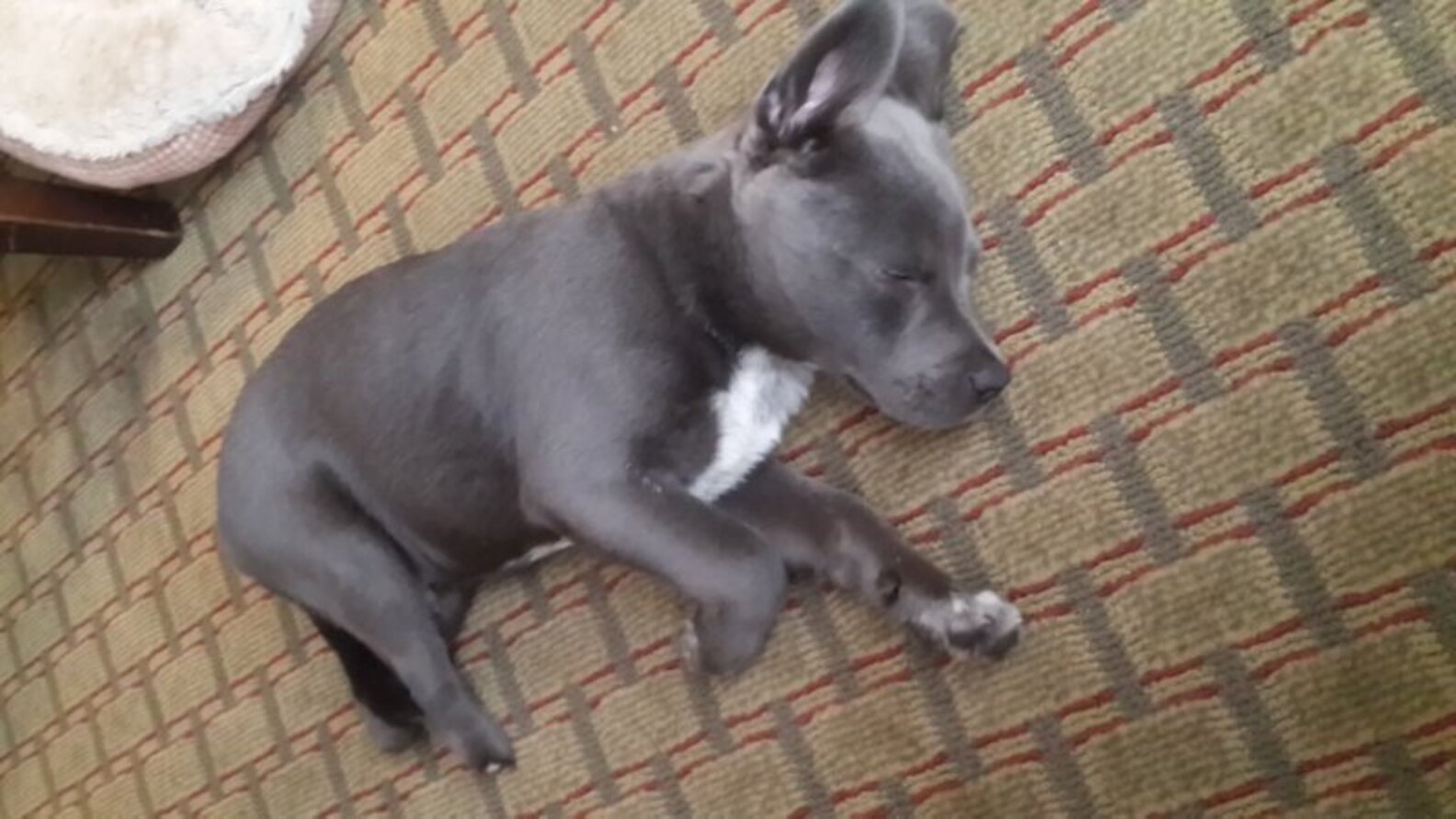 Puppy With No Back Feet Gets Red Boots Instead - The Dodo