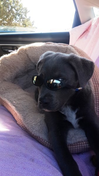 Puppy With No Back Feet Gets Red Boots Instead - The Dodo