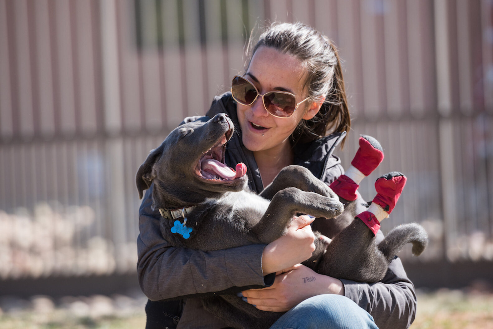 Puppy With No Back Feet Gets Red Boots Instead - The Dodo