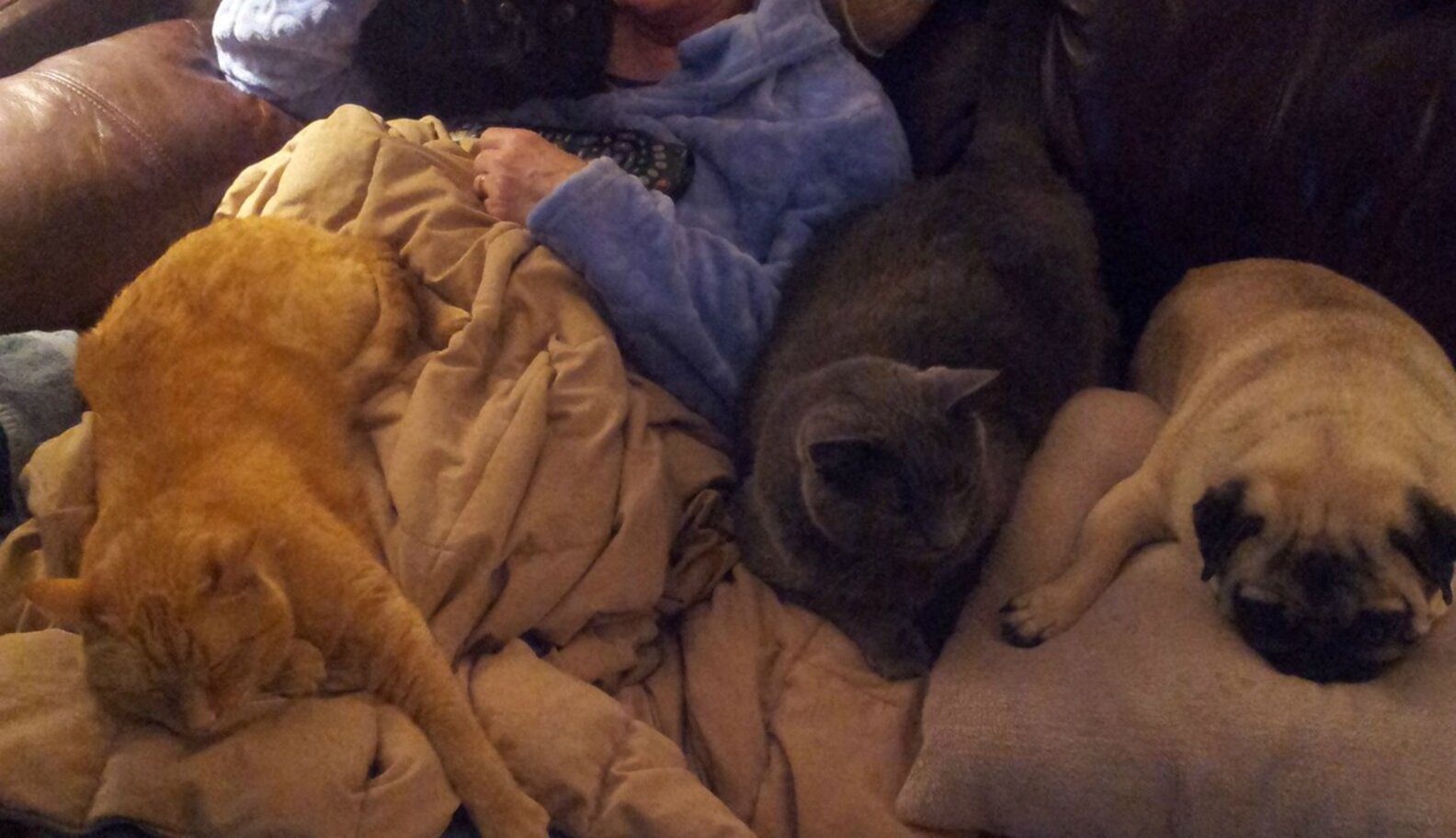 14 Times When Pets Knew You Needed Cheering Up - The Dodo