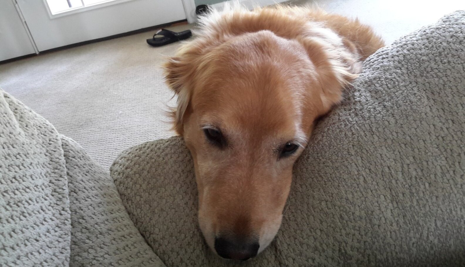 14 Times When Pets Knew You Needed Cheering Up - The Dodo