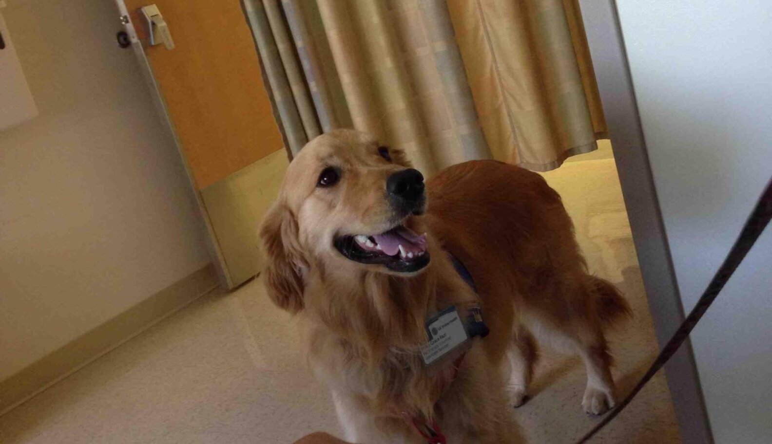 14 Times When Pets Knew You Needed Cheering Up - The Dodo