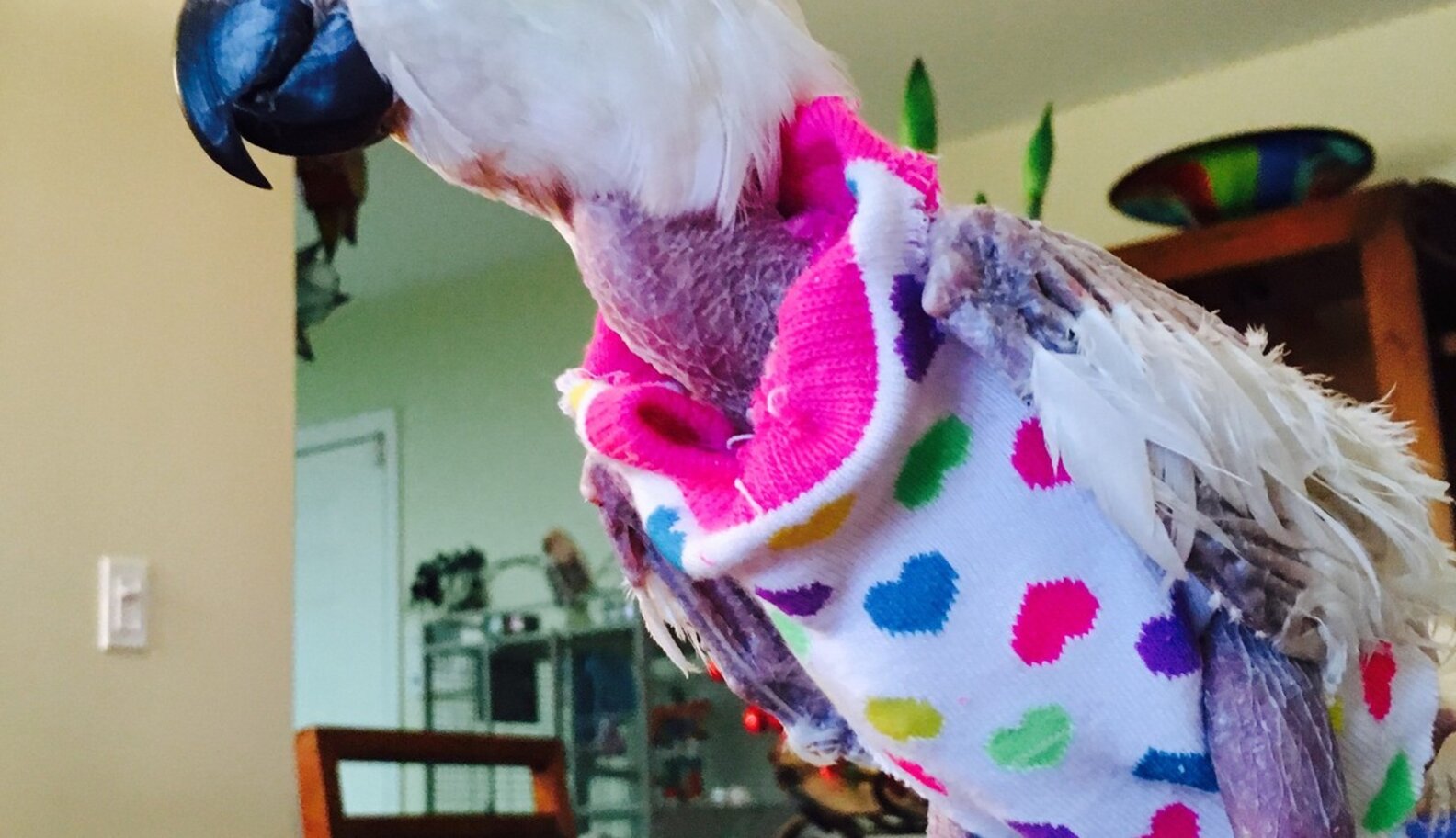 Rescued Bird Has A Better Sweater Collection Than You Do - The Dodo
